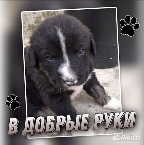 Мама лабрадор и ее щенок в добрые руки
