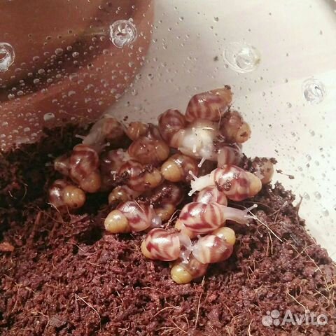 Ахатина ретикулята, малыши