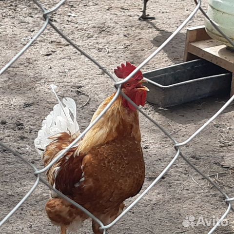 Продам петуха