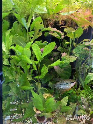 Аквариумное растение