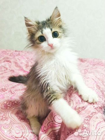 Кисонька в добрые ручки