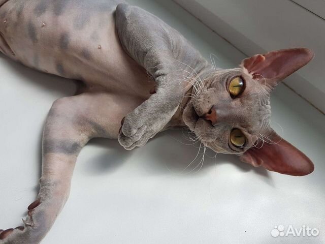 Сфинкс в добрые руки