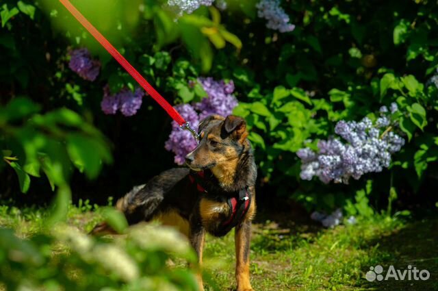 Маленькая собачка