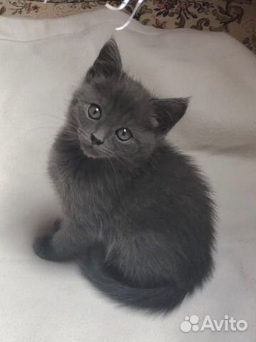 Красивые чудо котята 2 месяца в добрые руки