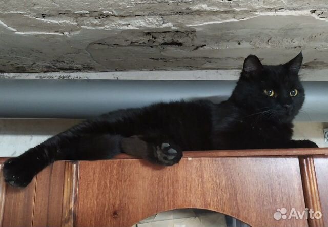 Котик Мавр в хорошие руки