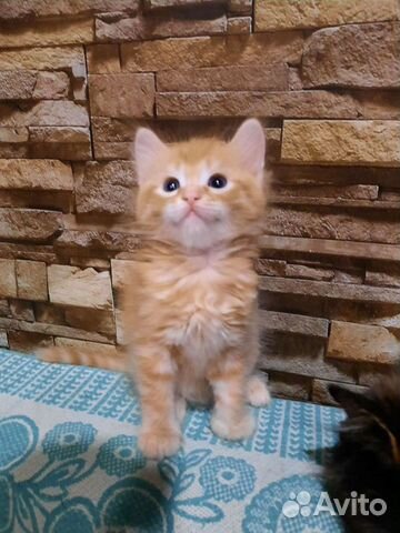 Котятки замурчательные