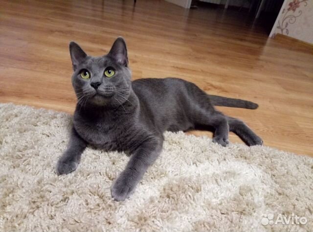 Котик
