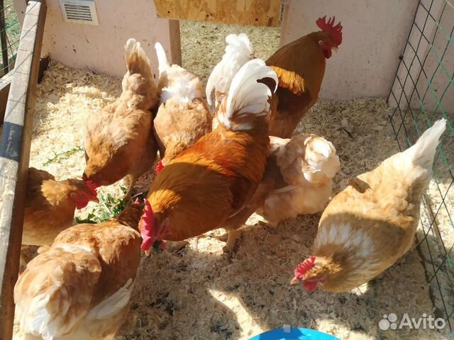 Минимясные палевые куры