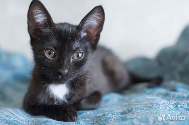 Котенок Гавана браун