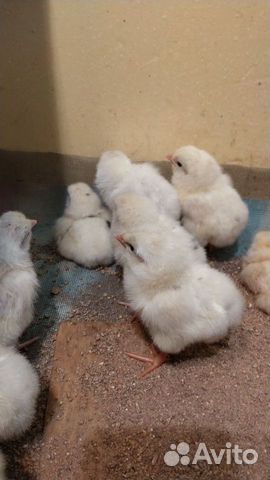 Цыплята суточные несушки