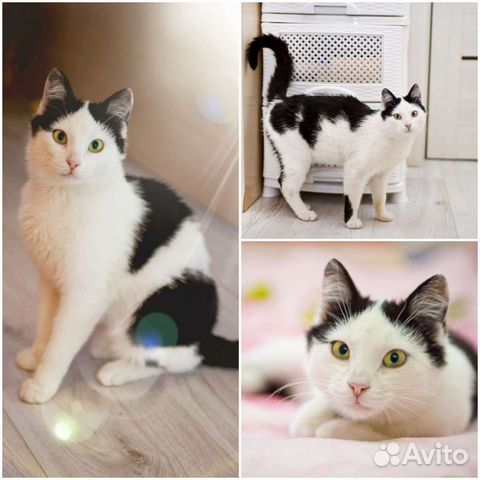 Котик в добрые руки