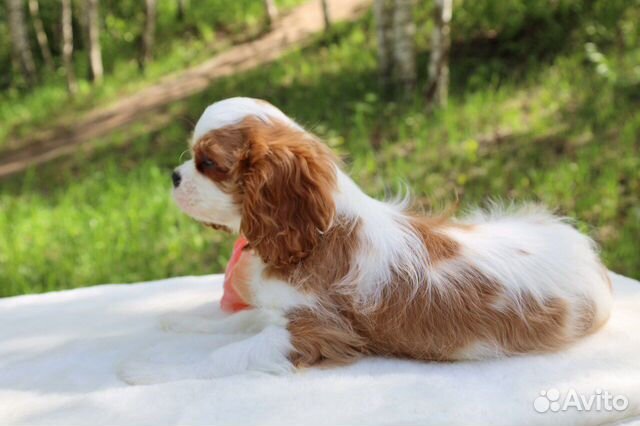 Кавалер Кинг Чарльз Спаниель. Супер-Щенки