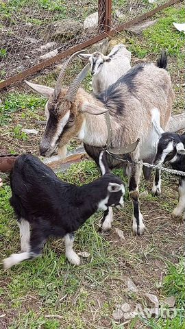 Альпийские козы