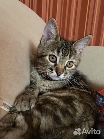 Полу-британка