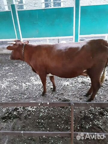 Глубокостельная телка и домашние телята