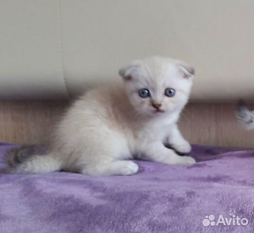 Шотландские вислоухие котята