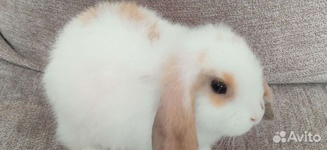 Карликовый кролик голландский вислоухий баран