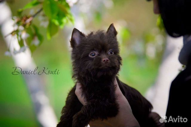 Йорк горький шоколад