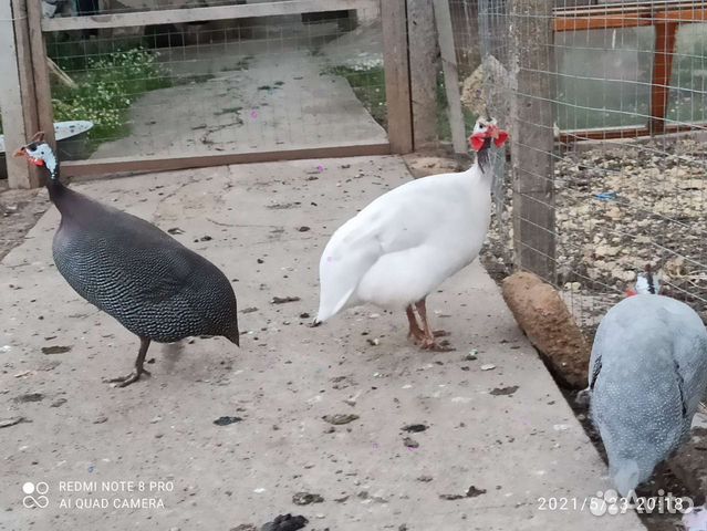 Цесарки семья