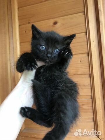 Черно коричневая Бусинка