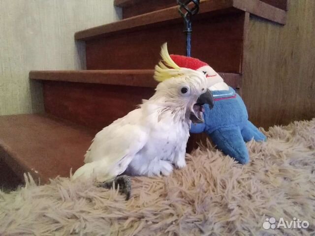 Какаду Тритон ручной малыш выкормыш