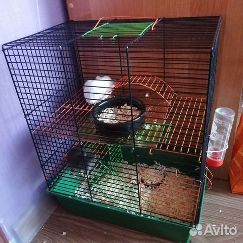 Крыса с клеткой