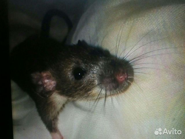 Крыса
