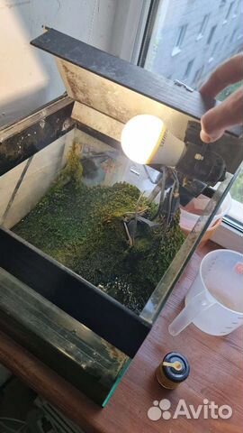 Аквариум кубик под креветок или мелких рыб