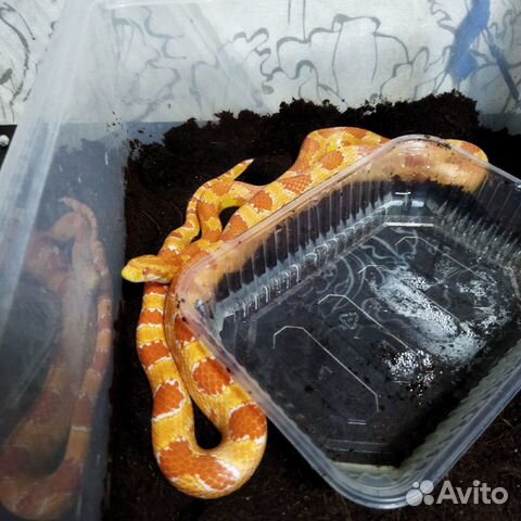 Маисовый полоз