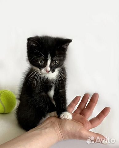 Котенок Бусинка в добрые руки