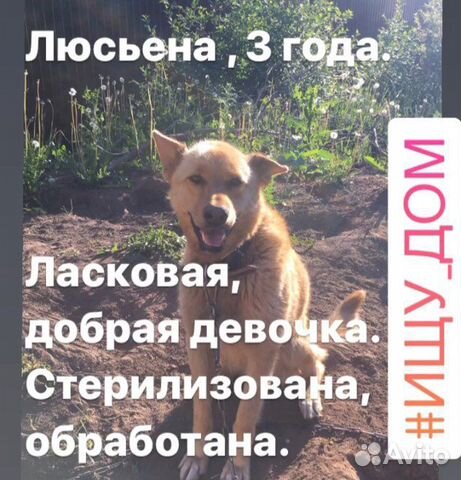 Люсьена ищет дом
