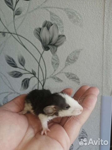 Крыса дамбо