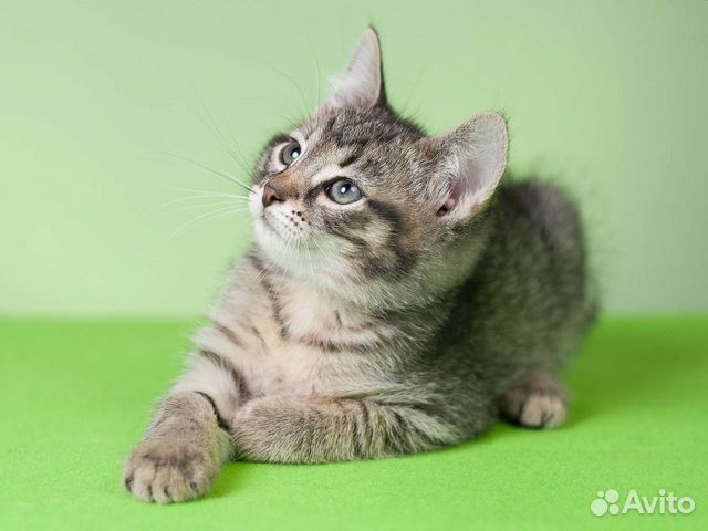 Котик Марат 2 мес в дар