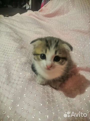Шотландская вислоухая кошка