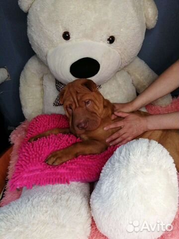 Шарпей девочка