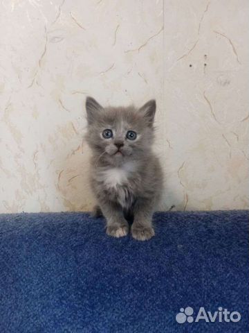 Ласковые домашние котята