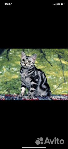 Шотландская