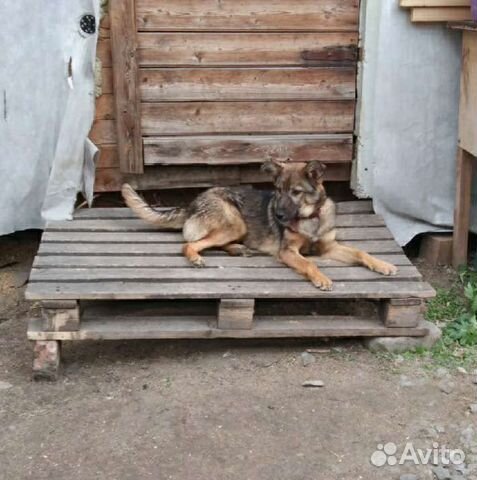 Прекрасная собачка Оливия