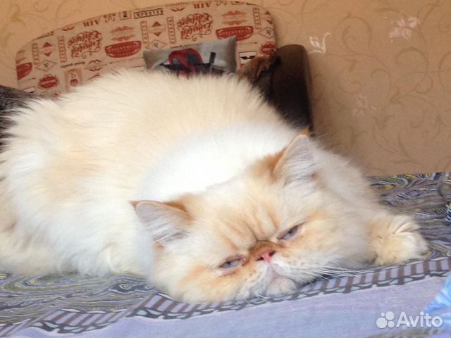 Персидская кошка