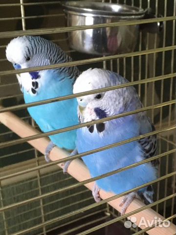 Пара попугаев чехи