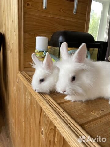 Декоративные карликовые кролики