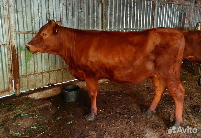 Тёлка/ бычок на племя