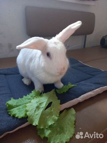 Кролик ручной
