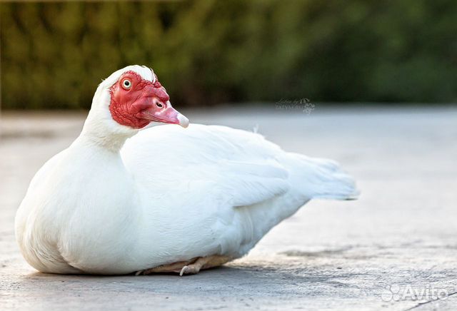 Утки мускусные (Индоутка)