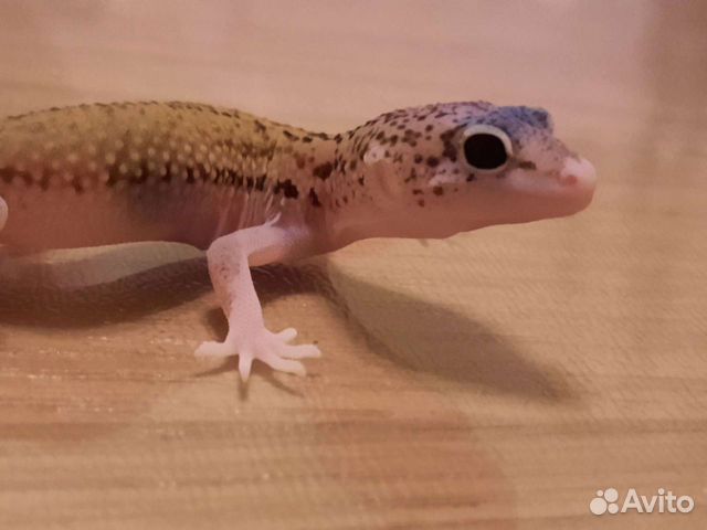 Геккон эублефар