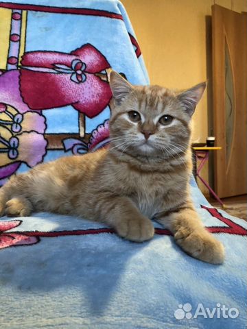 Шотландский котик