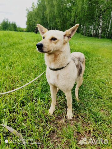 Маленькая собака в добрые руки