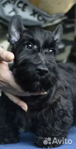 Щенки Шотландского терьера,Питомник "Евластра"