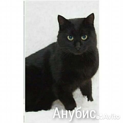 Кот 1.5 года