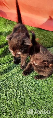 Отдадим котят чёрных и полосатых британцев